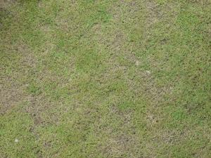 grass textures - Texturelib