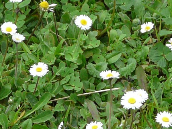 grass texture 0126 - Texturelib