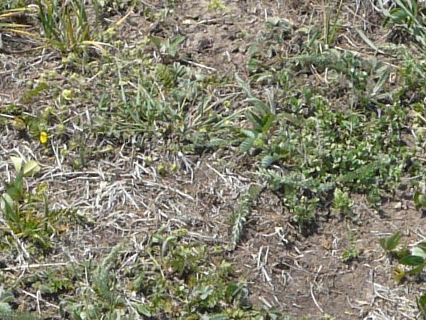 grass texture 0128 - Texturelib