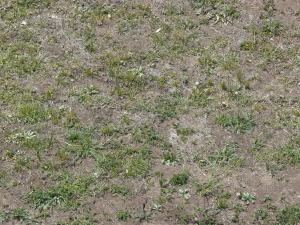 grass textures - Texturelib