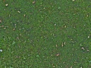 leaves on the grass - Texturelib