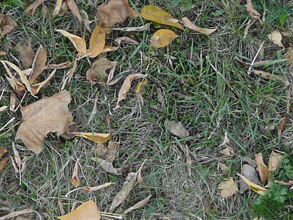 thin leaves in grass 0005 - Texturelib