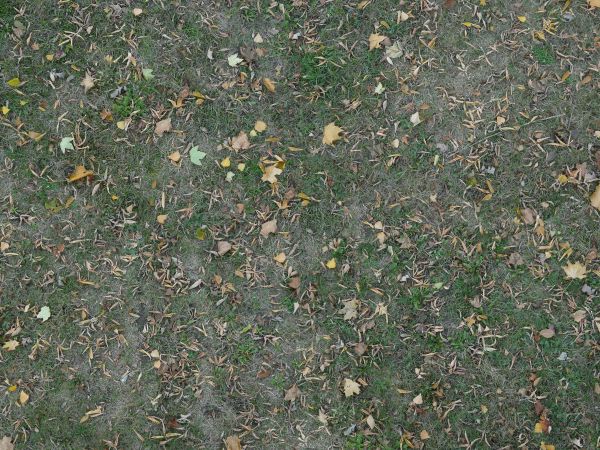 thin leaves in grass 0005 - Texturelib