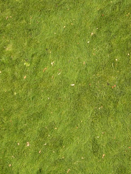 long grass with leaves 0021 - Texturelib