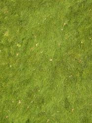 leaves on the grass - Texturelib