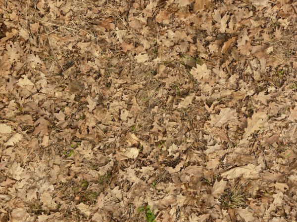 covered dry grass texture 0033 - Texturelib