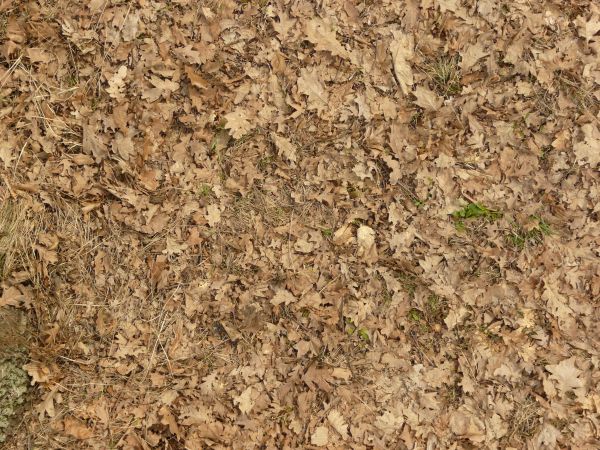 covered dry grass texture 0033 - Texturelib