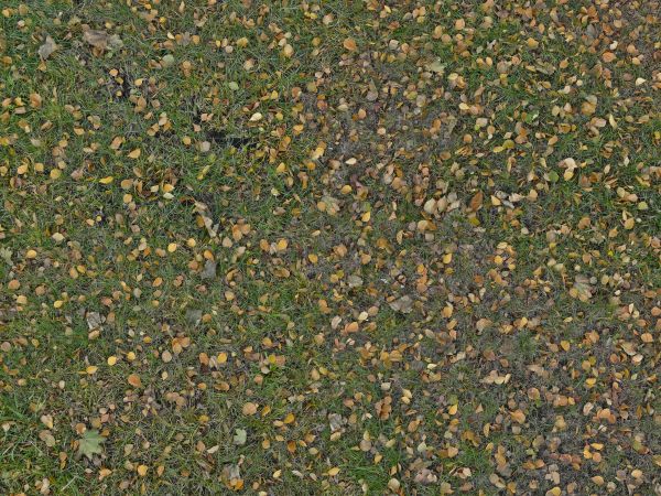 yellow leaves in grass 0036 - Texturelib