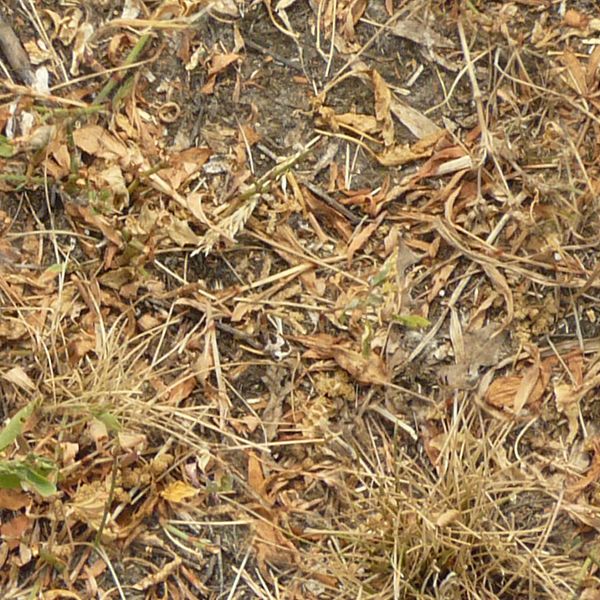 leaves in dry grass 0039 - Texturelib