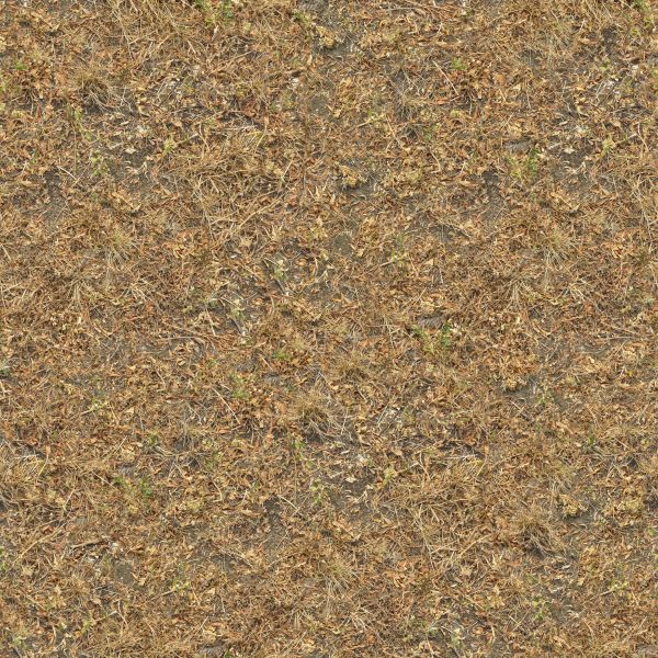 leaves in dry grass 0039 - Texturelib