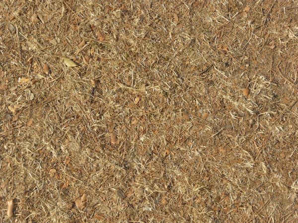 leaves on the grass texture 0044 - Texturelib