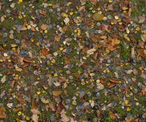 various grass textures - Texturelib