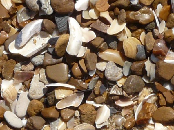 pebbles with shells texture 0025 - Texturelib