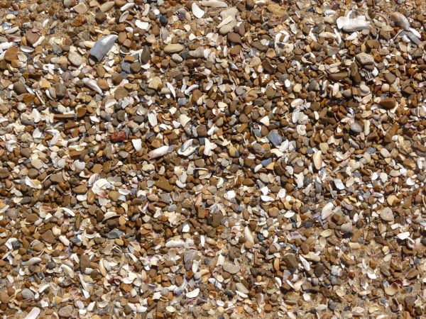 pebbles with shells texture 0025 - Texturelib