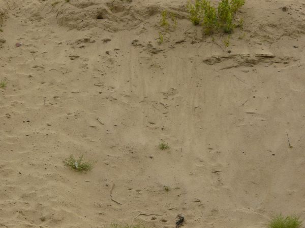 sandy slope texture 0019 - Texturelib