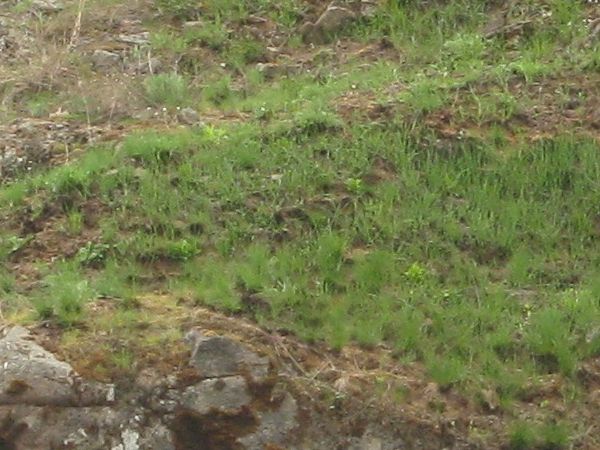 bright green slope texture 0036 - Texturelib