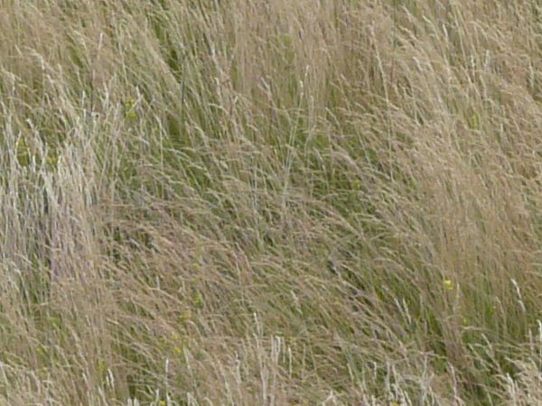Tall Grass Texture
