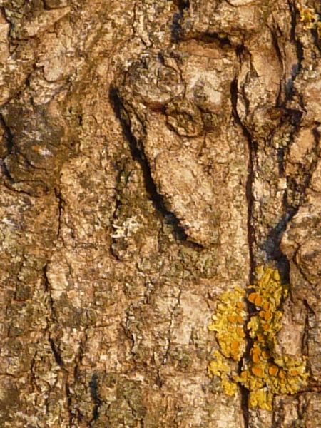 bark texture 0001 - Texturelib