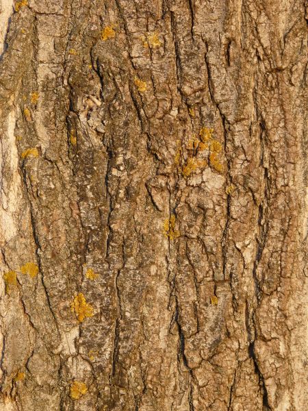 bark texture 0001 - Texturelib