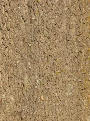 bark textures - Texturelib