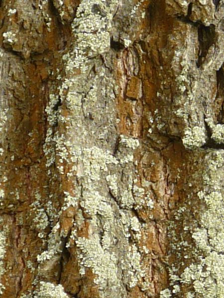 bark texture 0005 - Texturelib