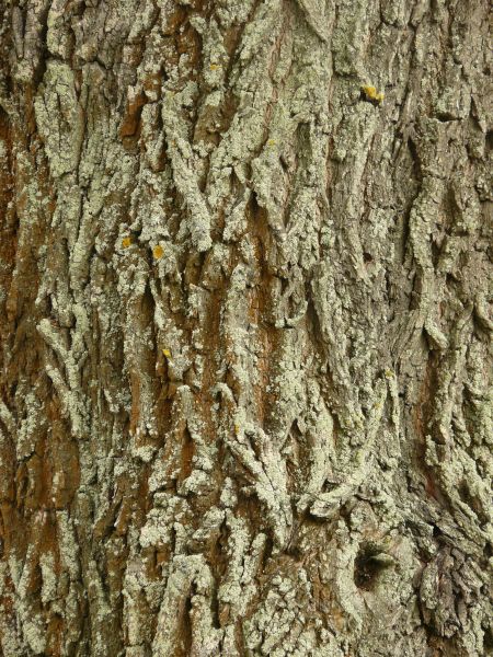 bark texture 0005 - Texturelib