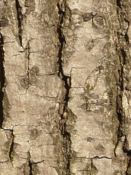 bark texture 0006 - Texturelib