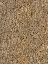 bark textures - Texturelib
