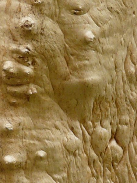 bark texture 0013 - Texturelib