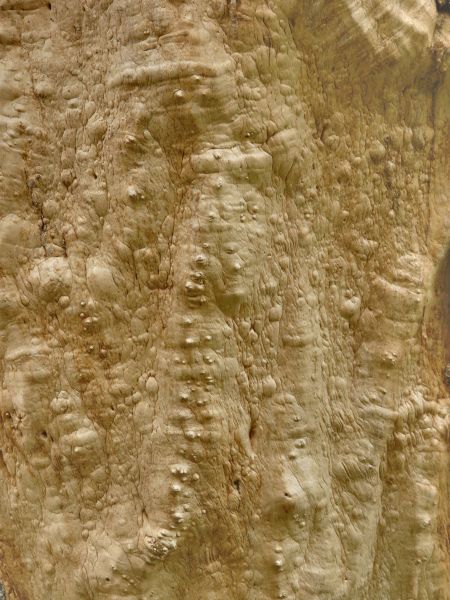 bark texture 0013 - Texturelib