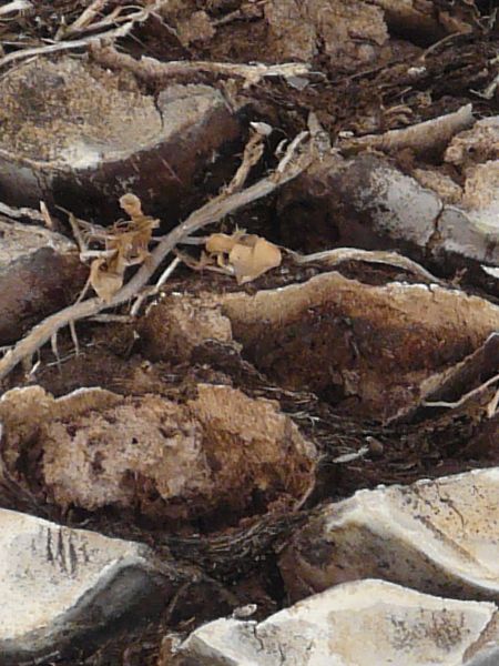 bark texture 0018 - Texturelib