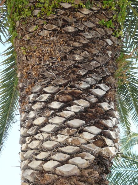 bark texture 0018 - Texturelib