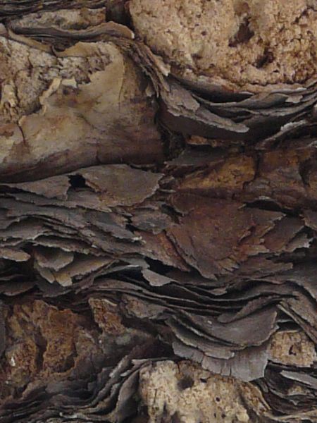 bark texture 0018 - Texturelib