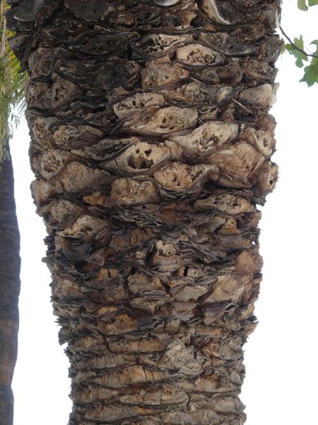 bark texture 0018 - Texturelib