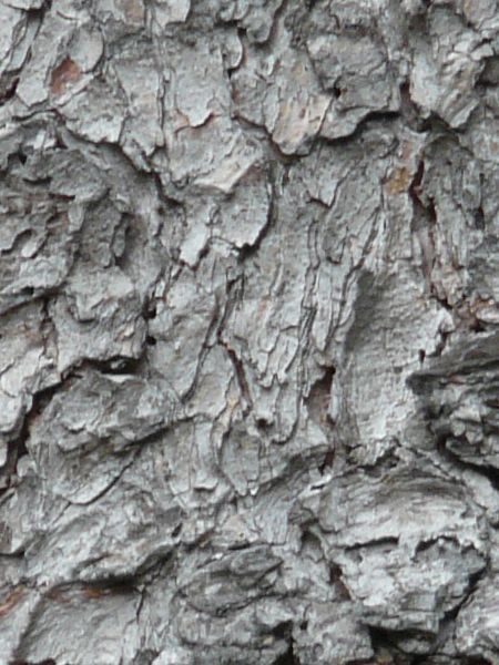 bark texture 0019 - Texturelib