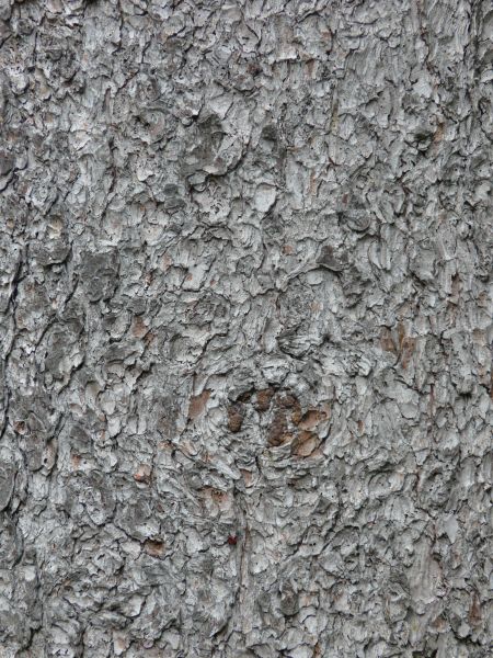 bark texture 0019 - Texturelib
