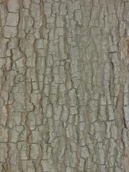 bark textures - Texturelib