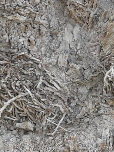 bark texture 0033 - Texturelib