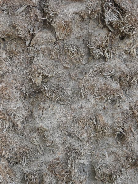 bark texture 0033 - Texturelib