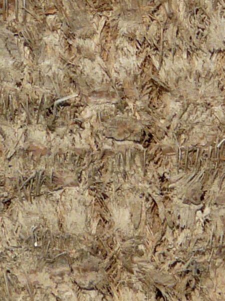 bark texture 0034 - Texturelib