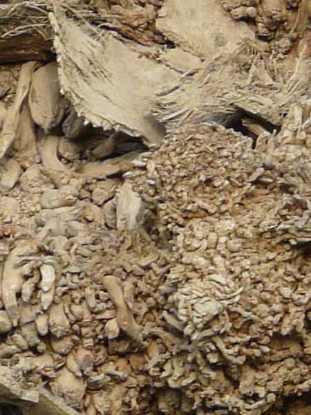 bark texture 0038 - Texturelib