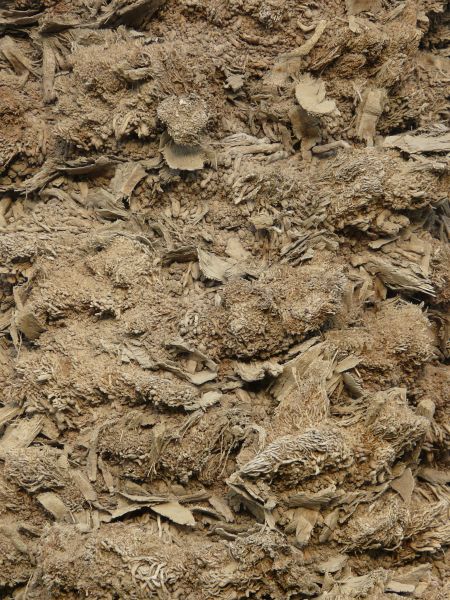 bark texture 0038 - Texturelib