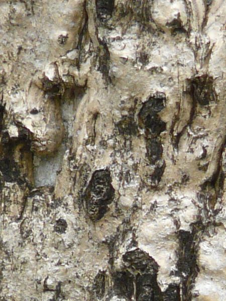 bark texture 0040 - Texturelib