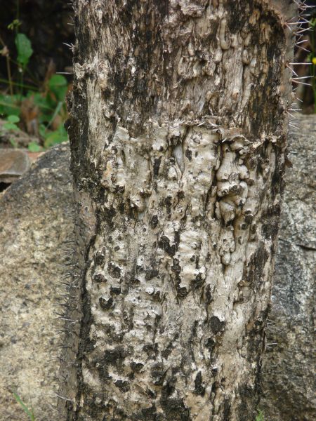 bark texture 0040 - Texturelib