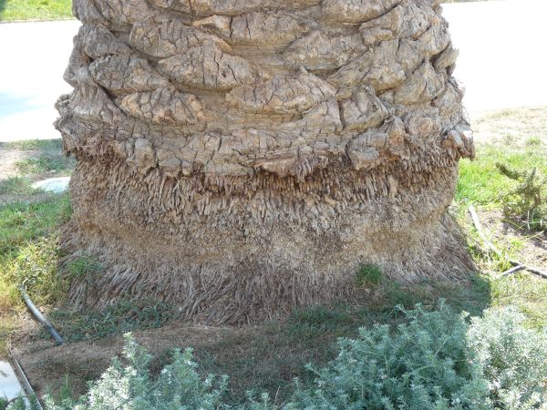 bark texture 0042 - Texturelib