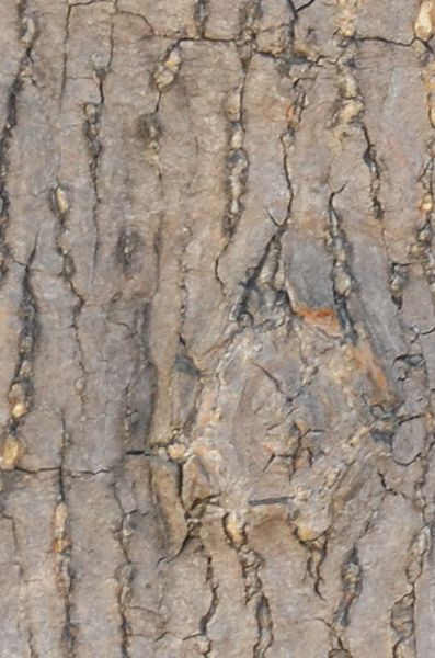 bark texture 0044 - Texturelib