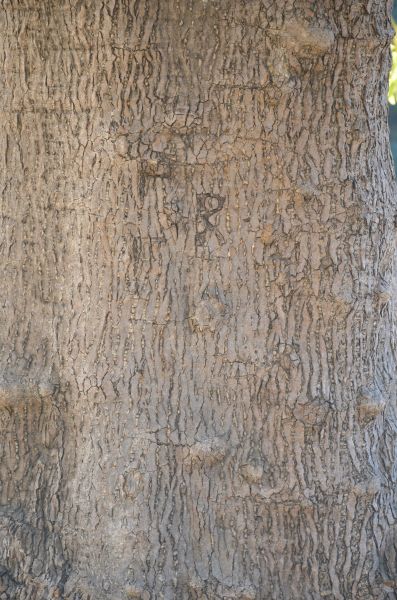 bark texture 0044 - Texturelib