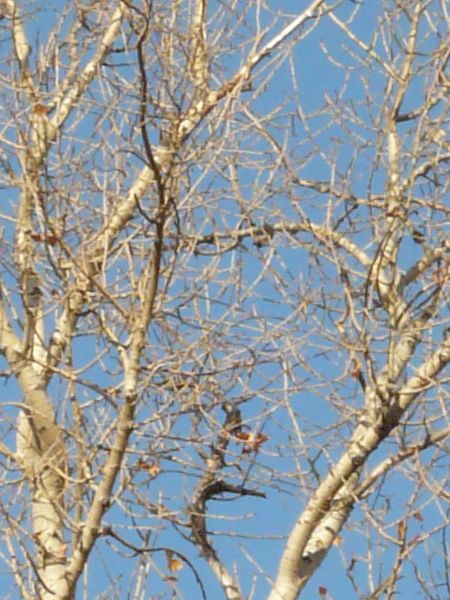 branch texture 0001 - Texturelib