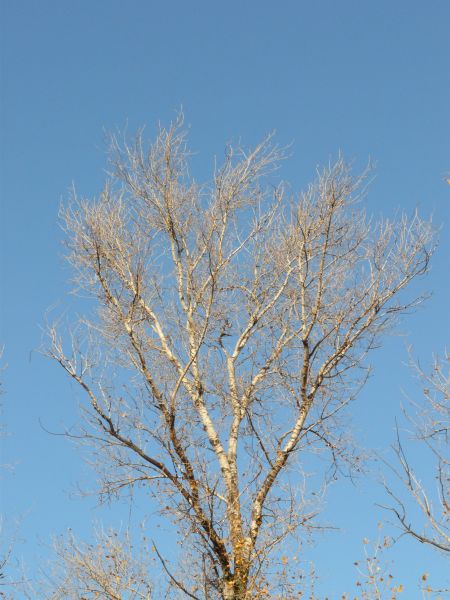 branch texture 0001 - Texturelib