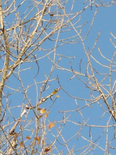 branch texture 0001 - Texturelib